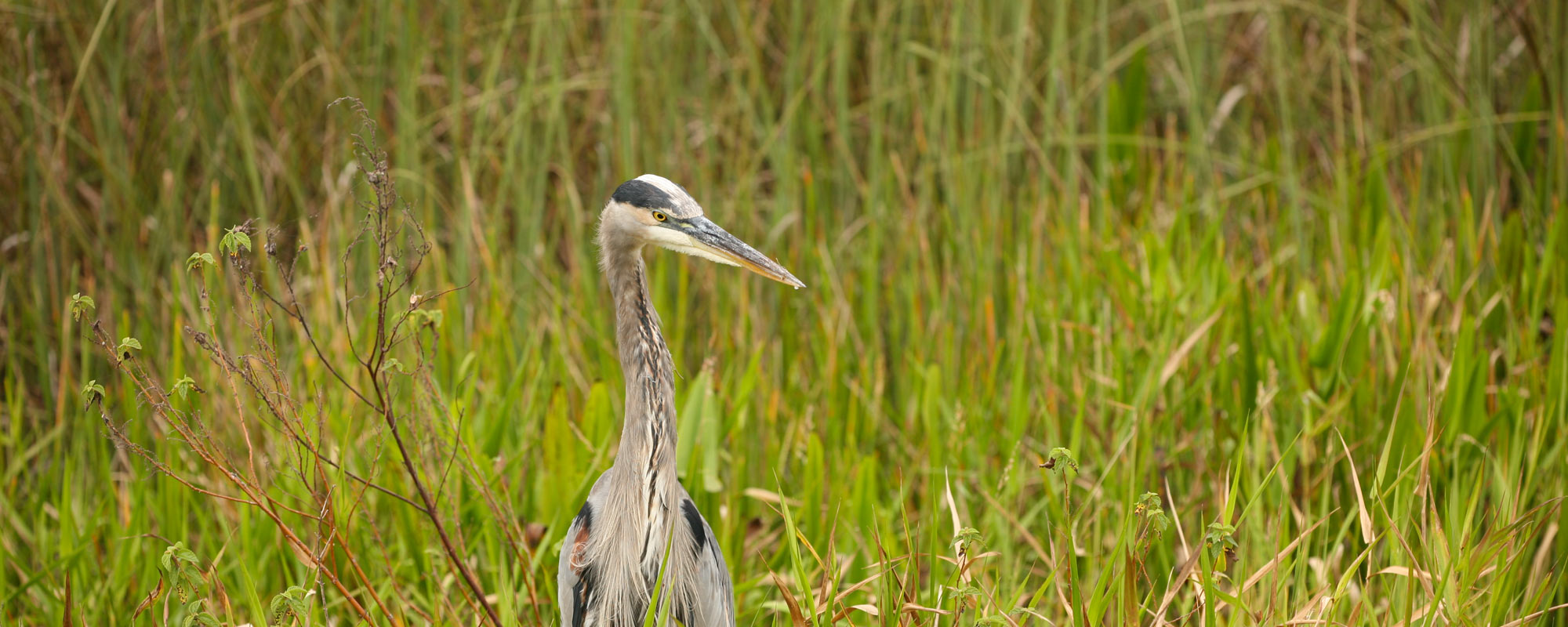 Florida Department of Environmental Protection - The Environmental ...